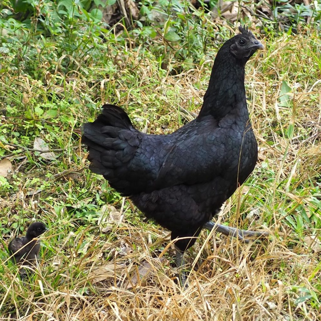 Ayam Cemani : Découverte de cette poule noire - Extra Poule